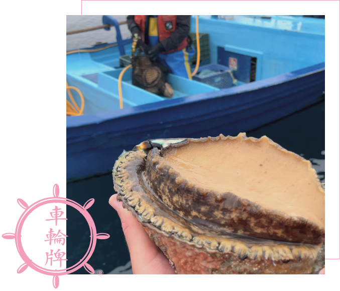 Calmex | The Essence of Oceanic Luxury